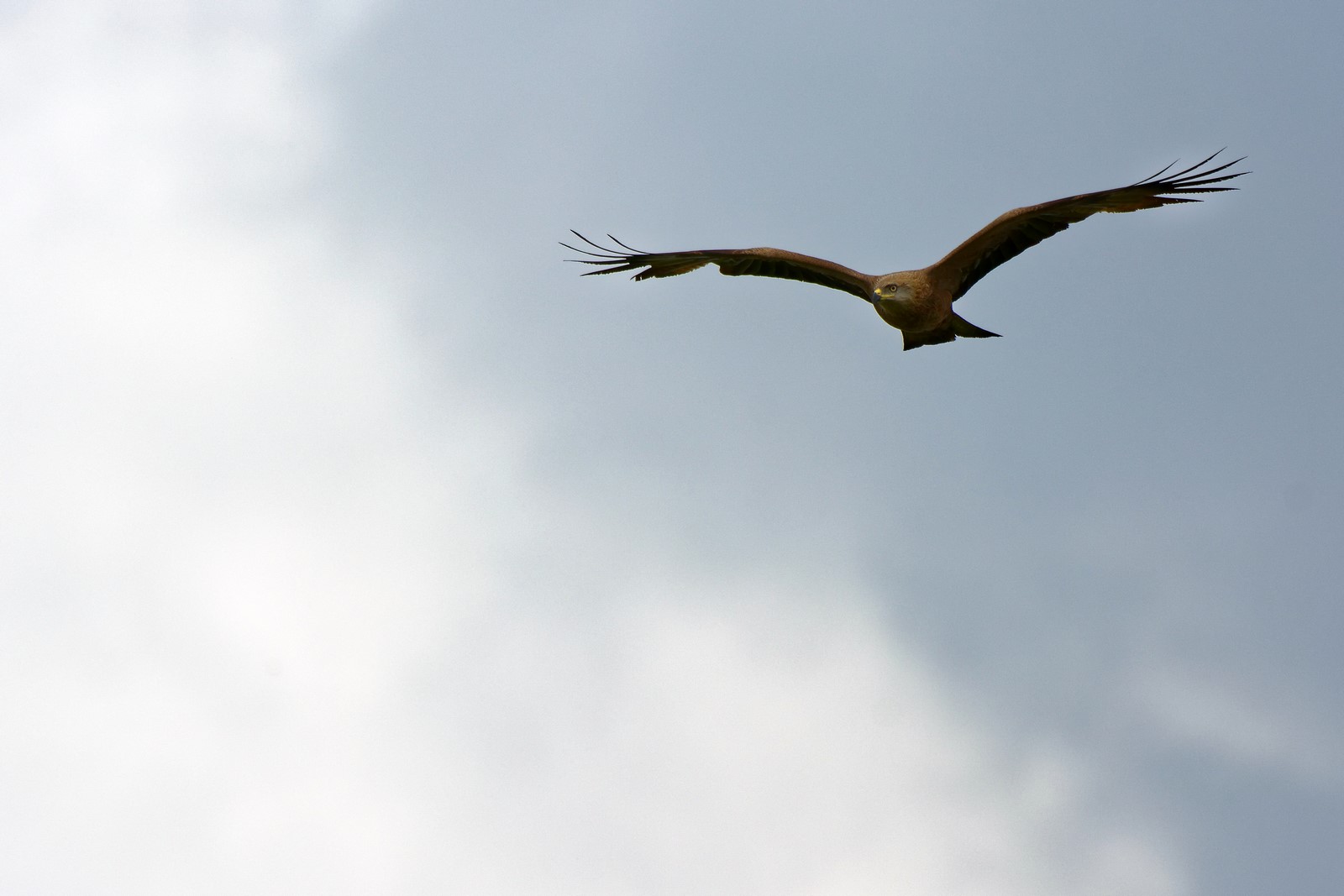 Oiseau proie photo et image | animaux, animaux sauvages, oiseaux Images ...
