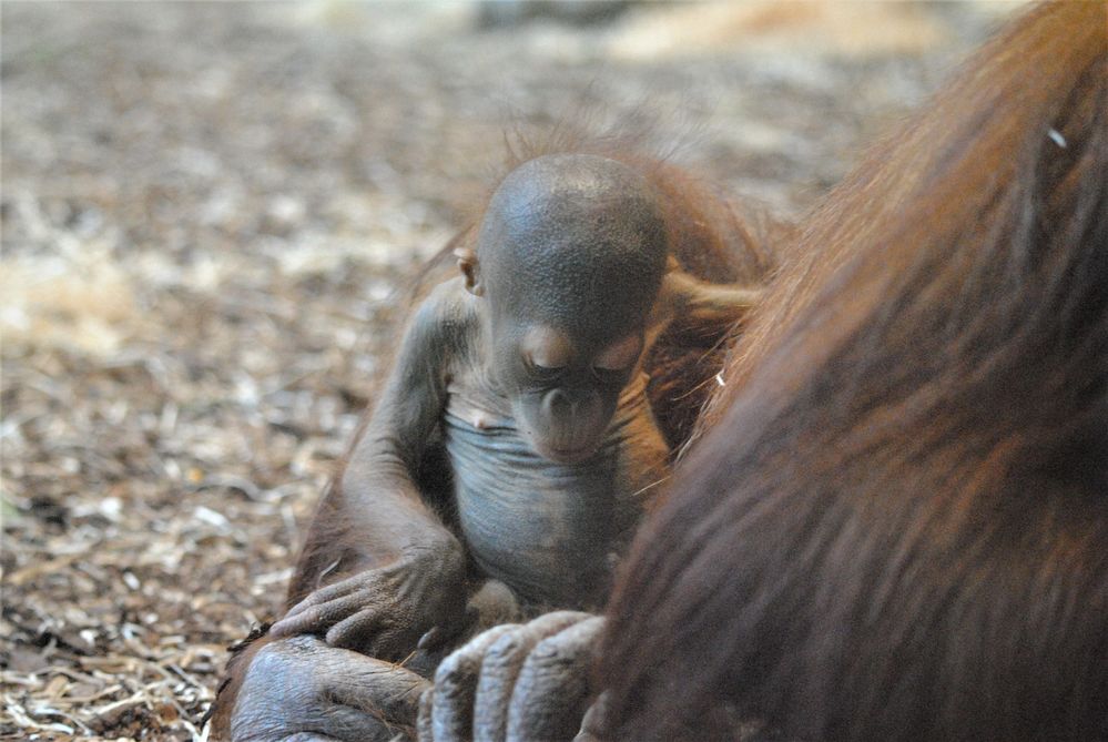 Oje Foto & Bild | tiere, zoo, wildpark & falknerei, säugetiere Bilder ...