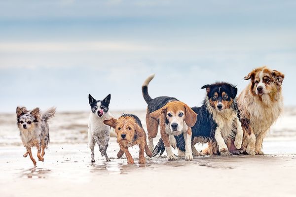 Hunde, Hundebilder, Hundefotos