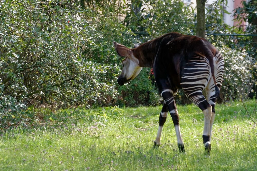 Okapi Foto & Bild | tiere, zoo, wildpark & falknerei, säugetiere Bilder ...