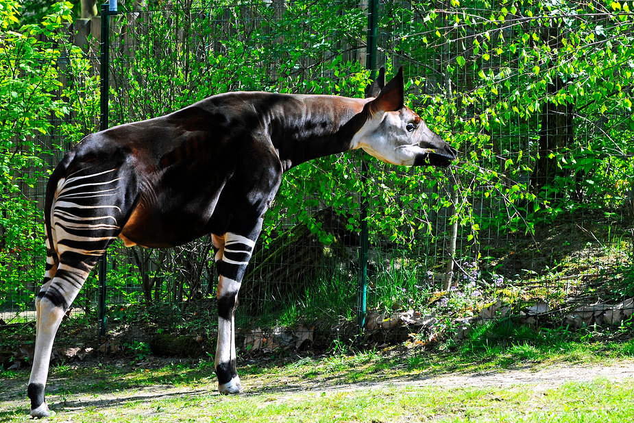 Okapi Foto & Bild | tiere, zoo, wildpark & falknerei, säugetiere Bilder ...