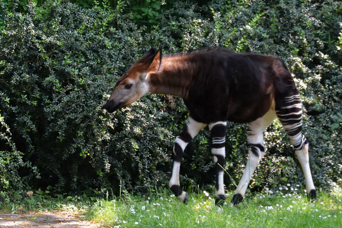 Okapi Foto & Bild | tiere, zoo, wildpark & falknerei, säugetiere Bilder ...