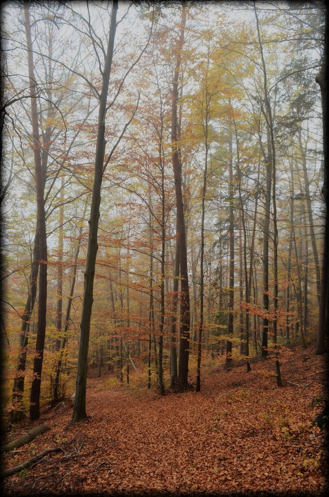 Oktoberwald 2 Foto & Bild | landschaft, jahreszeiten, herbst Bilder auf fotocommunity