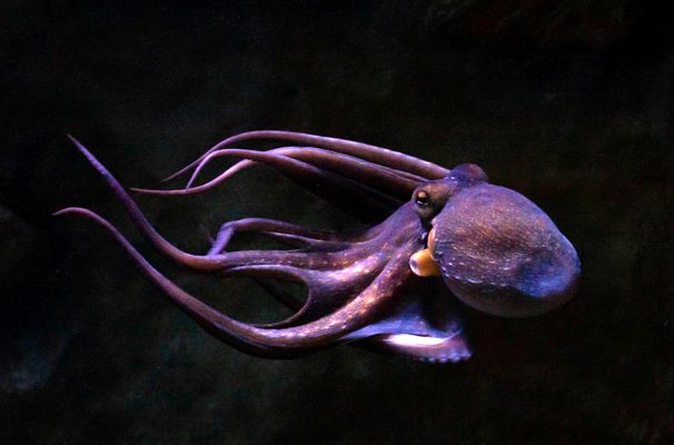 Zoo: Fische Bilder & Fotos