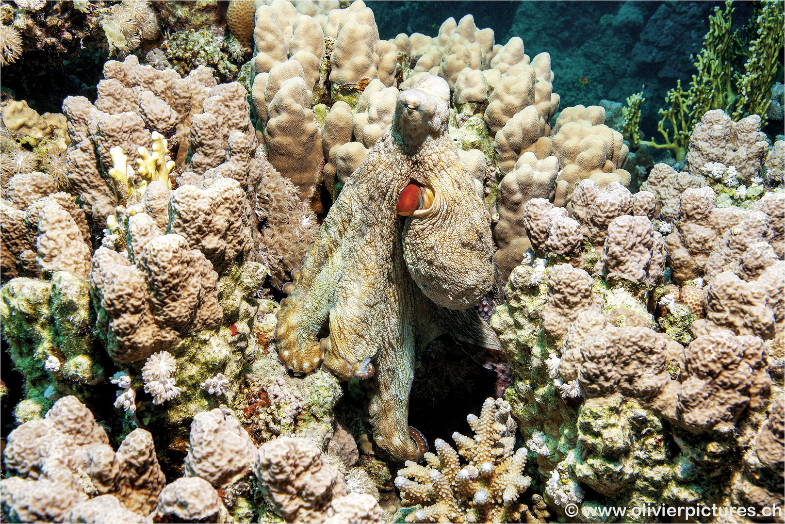 Oktopus Foto & Bild | unterwasser, uw-salzwasser, natur-kreativ Bilder ...