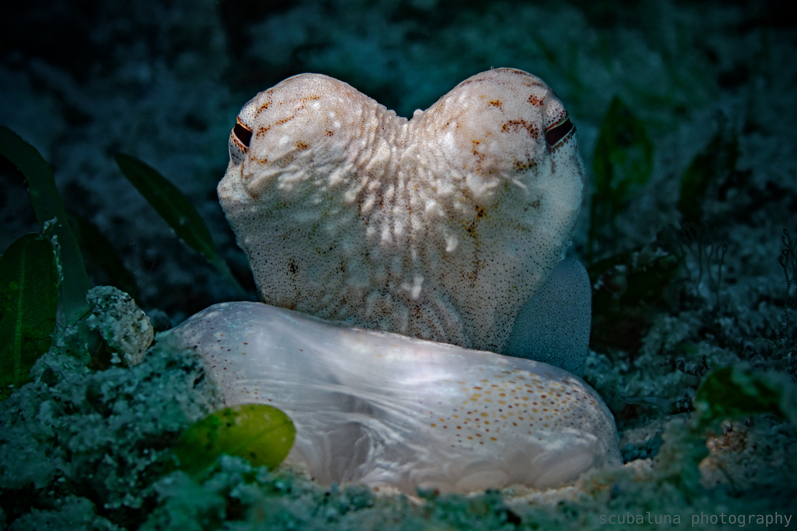 Oktopus Foto & Bild | tiere, wildlife, fische Bilder auf fotocommunity