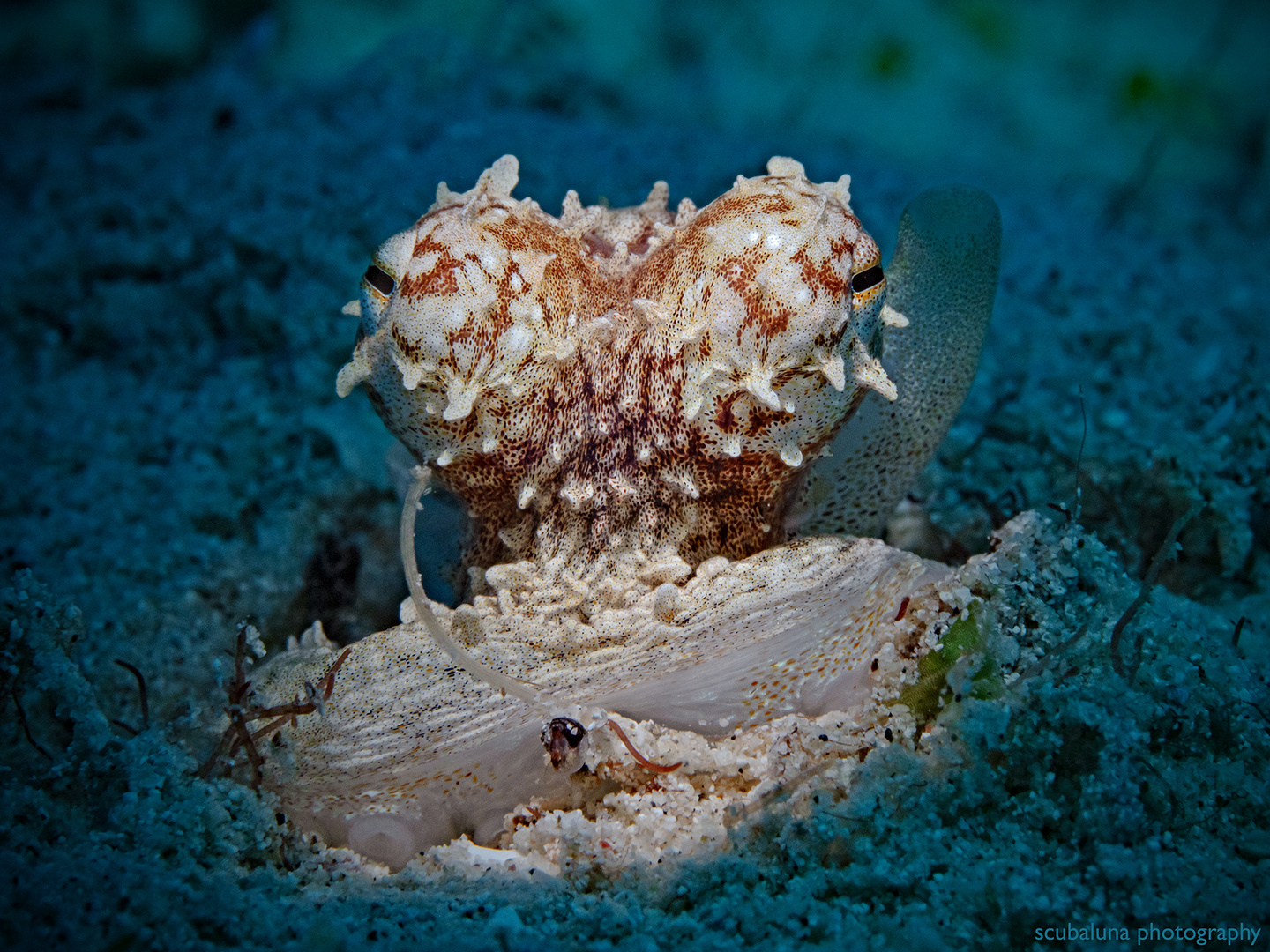 Oktopus Portrait Foto & Bild | tiere, wildlife, natur-makros Bilder auf ...