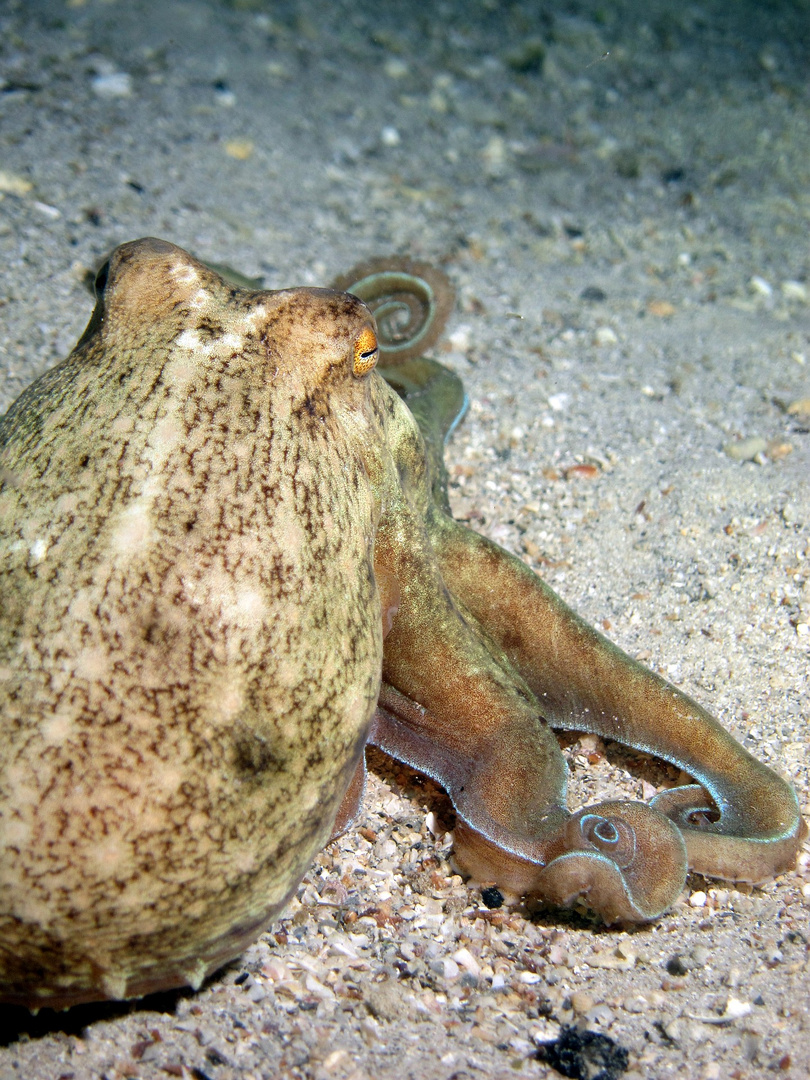 Oktopuss Foto & Bild | natur, unterwasser, uw-salzwasser Bilder auf ...