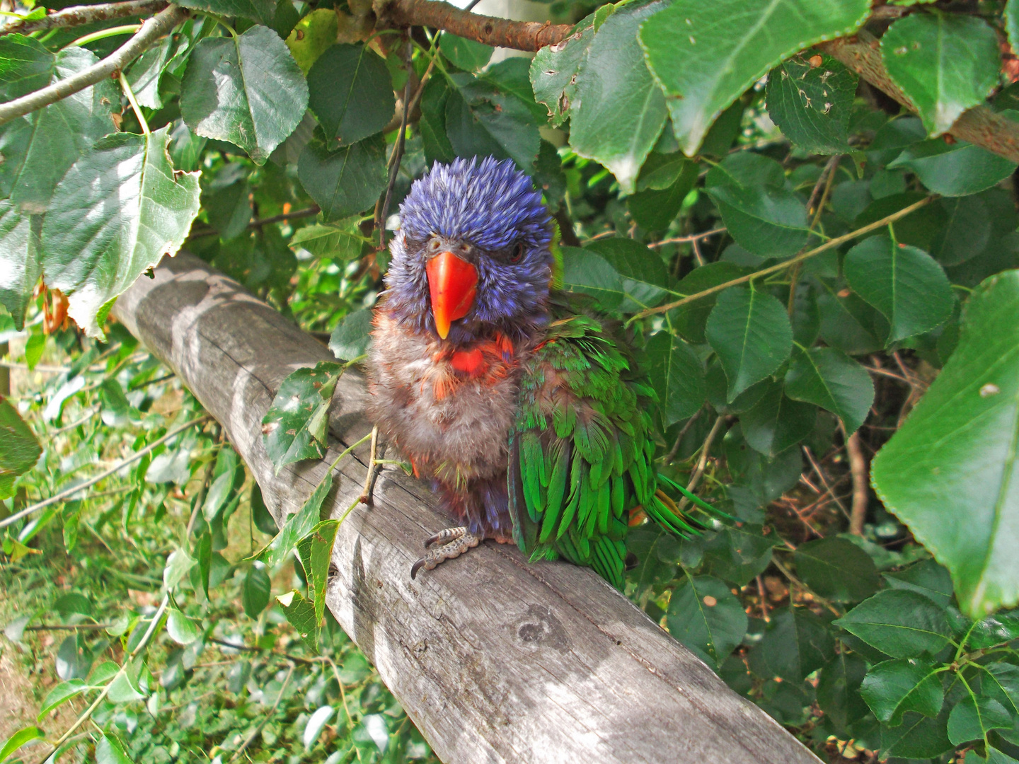 Old Bird Foto & Bild | natur, bunt, zoo Bilder auf fotocommunity