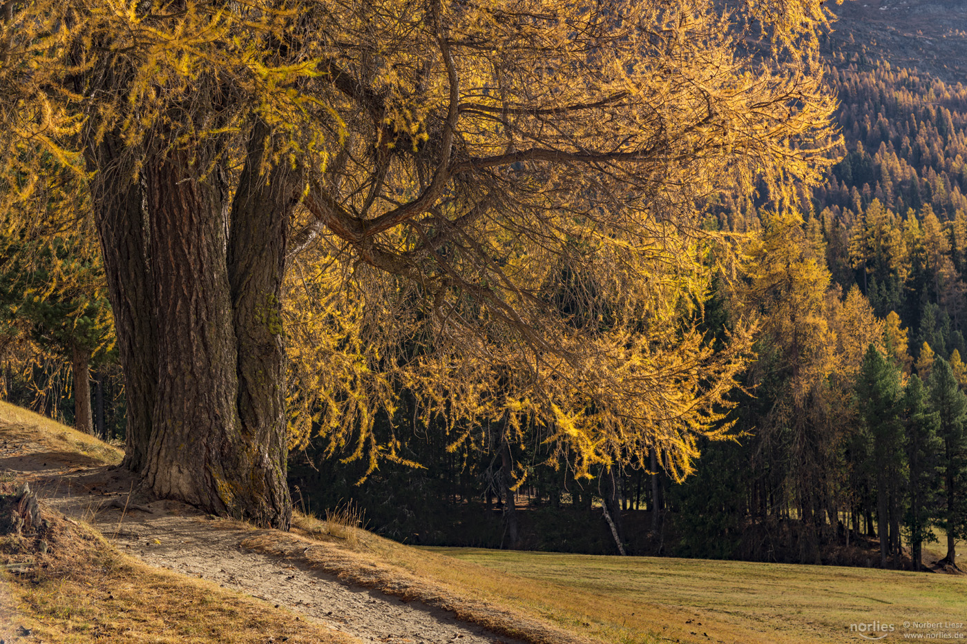 old larch Foto & Bild | europe, schweiz & liechtenstein, landschaft ...