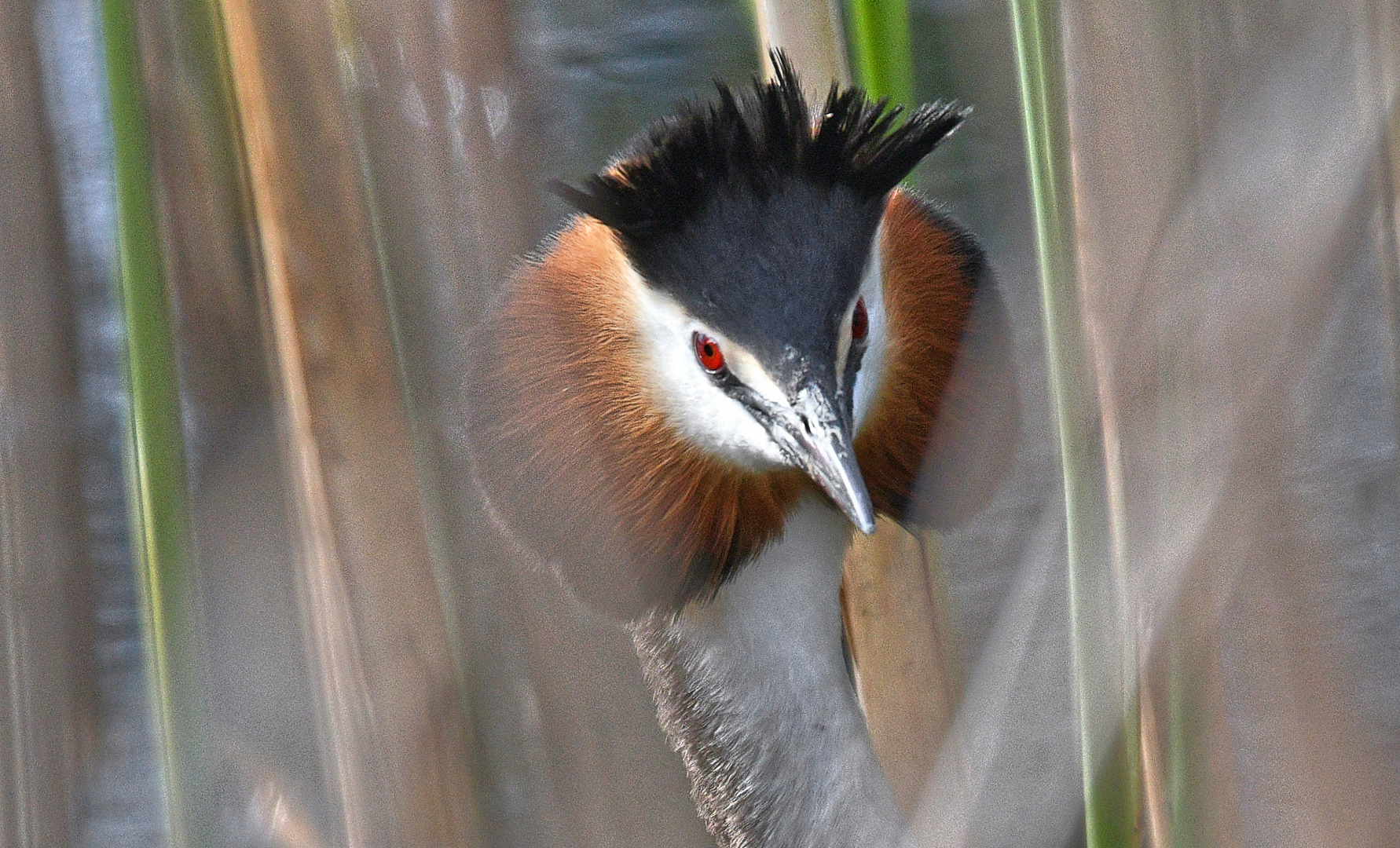 old red eye ... Foto & Bild | tiere, wildlife, wild lebende vögel ...