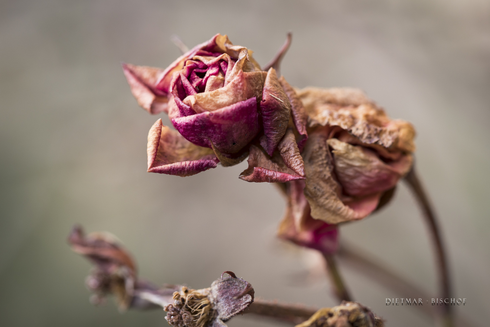 old rose Foto & Bild | jahreszeiten, herbst, rot Bilder auf fotocommunity