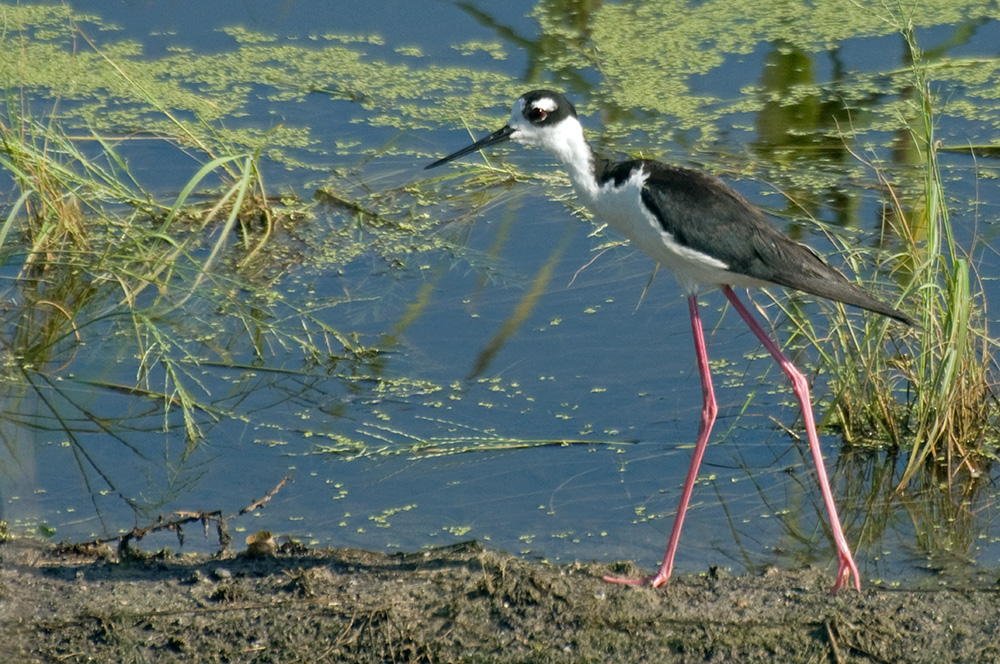 Oldy Foto & Bild | natur, tiere, wildlife Bilder auf fotocommunity