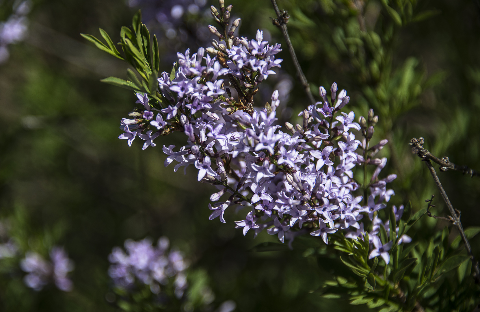 Oleaceae Foto & Bild | natur, blume, pflanzen Bilder auf fotocommunity