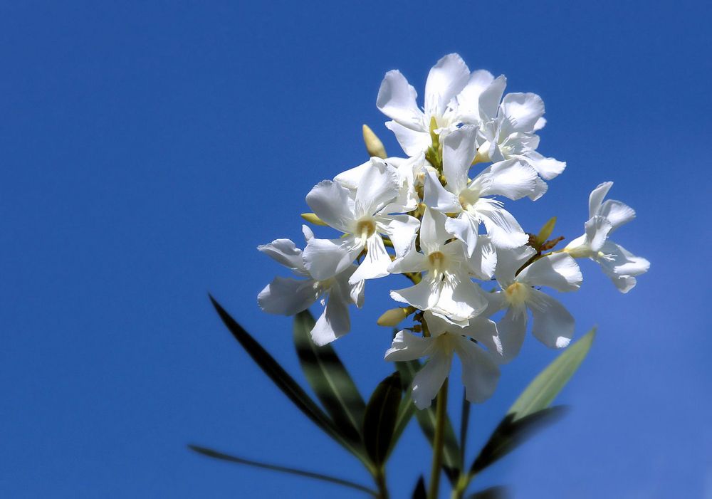 Oleander Foto & Bild | sommer, spanien, oleander Bilder auf fotocommunity