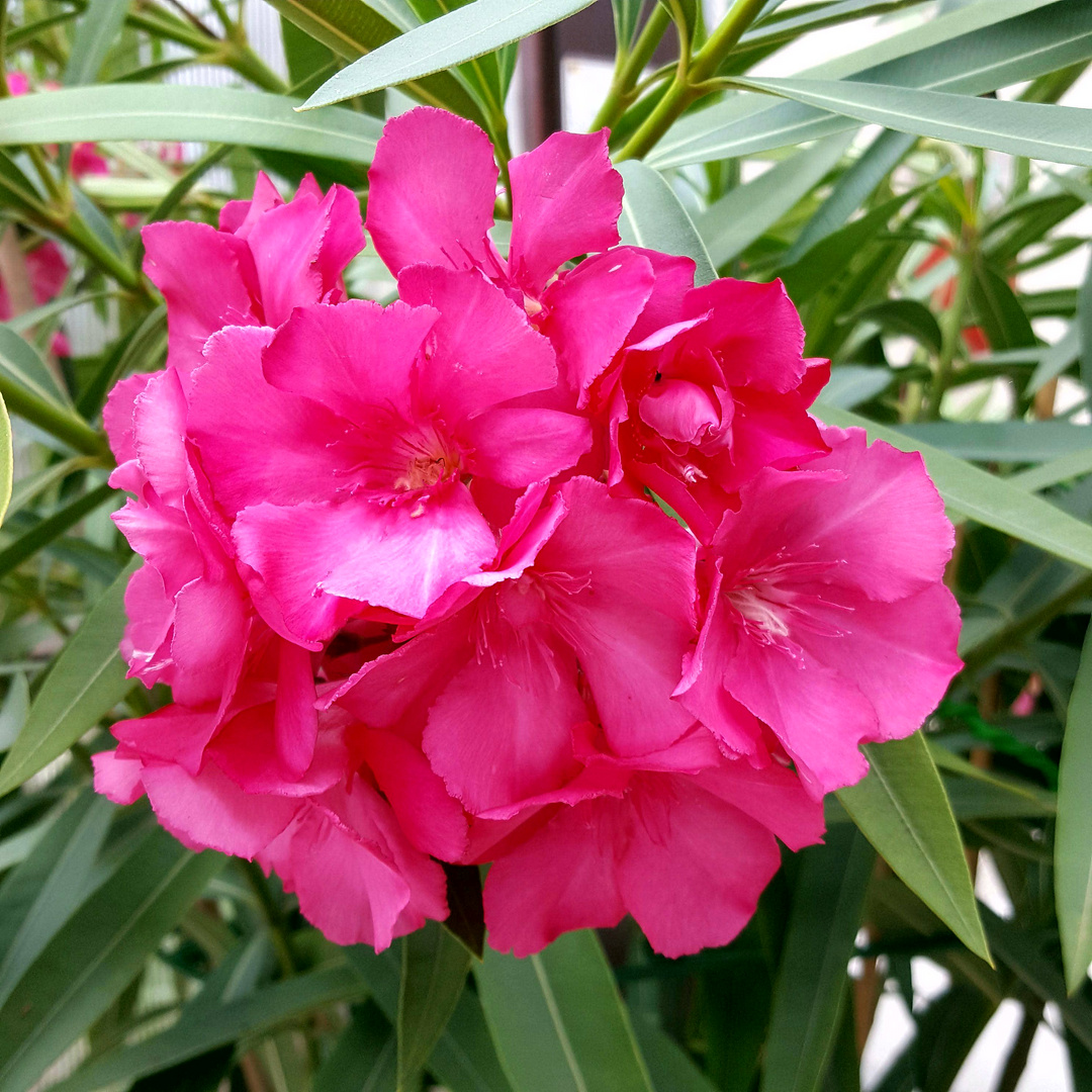 Oleander Blüte Foto & Bild | spezial, natur, blumen Bilder auf ...