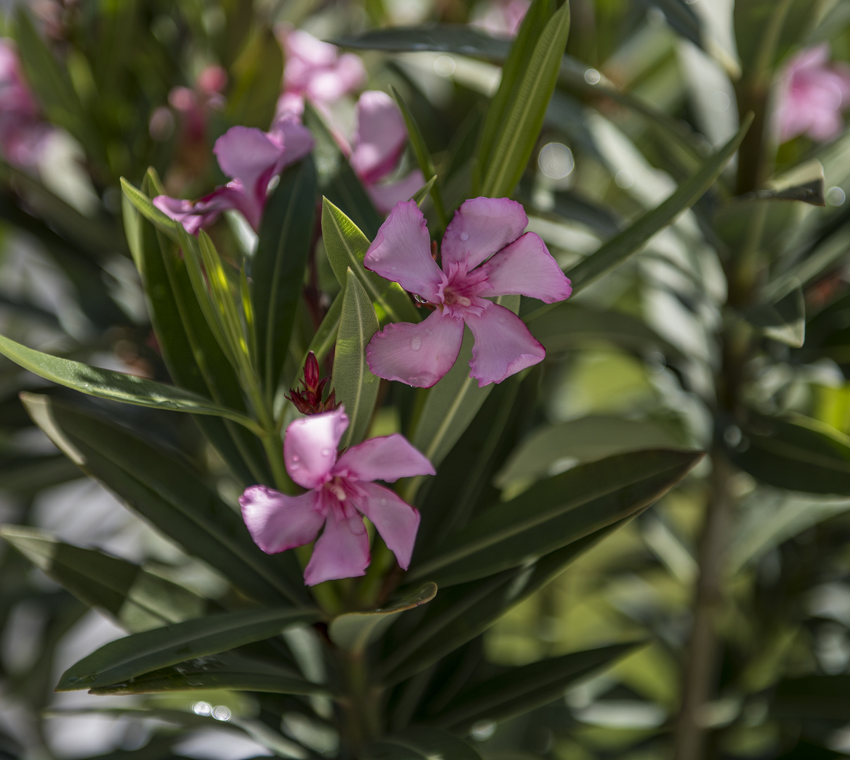 Oleander Foto & Bild | natur, pflanzen, blüten Bilder auf fotocommunity