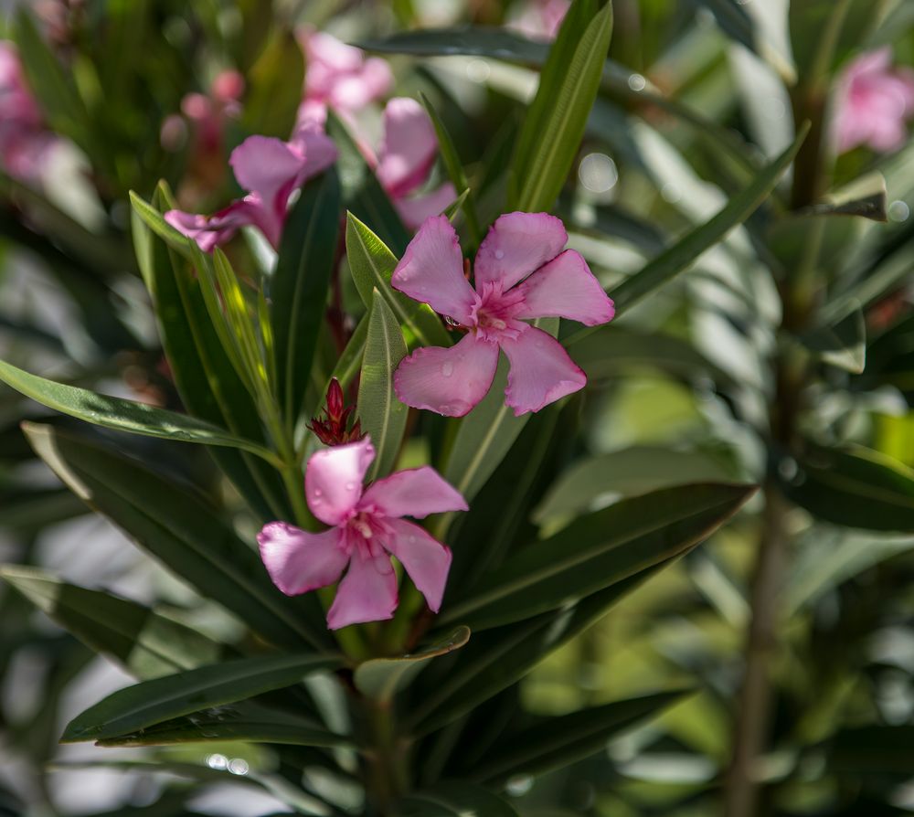 Oleander Foto & Bild | natur, pflanzen, blüten Bilder auf fotocommunity