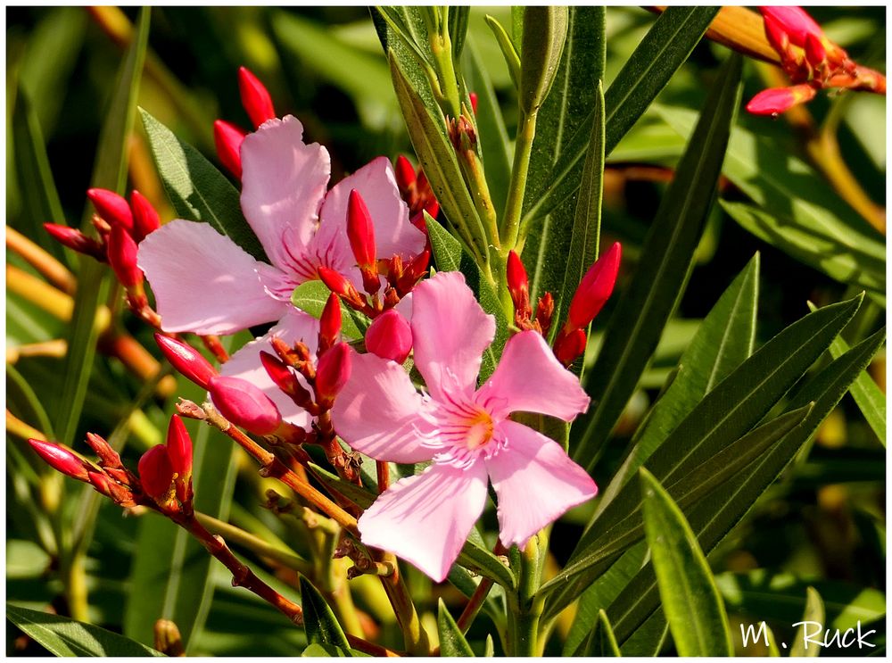 Oleanderblüten im Licht des Tages ! Foto & Bild | natur-kreativ, oktober, natur Bilder auf ...