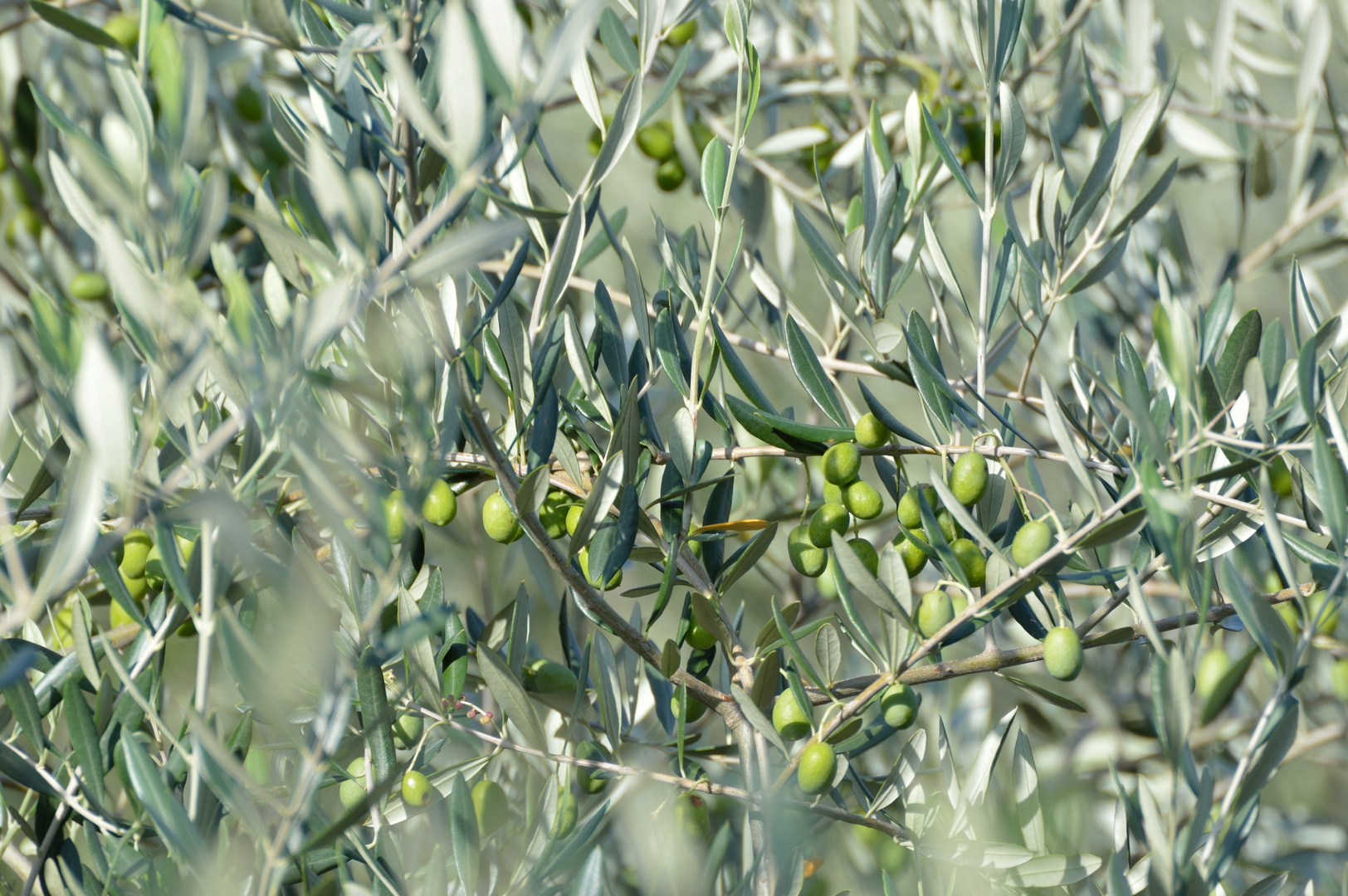 Oliven Foto & Bild | europe, italy, vatican city, s marino, italy ...