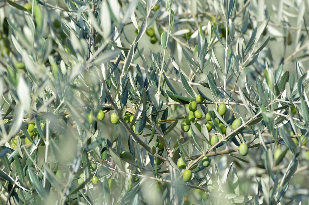 Oliven Foto & Bild | europe, italy, vatican city, s marino, italy ...