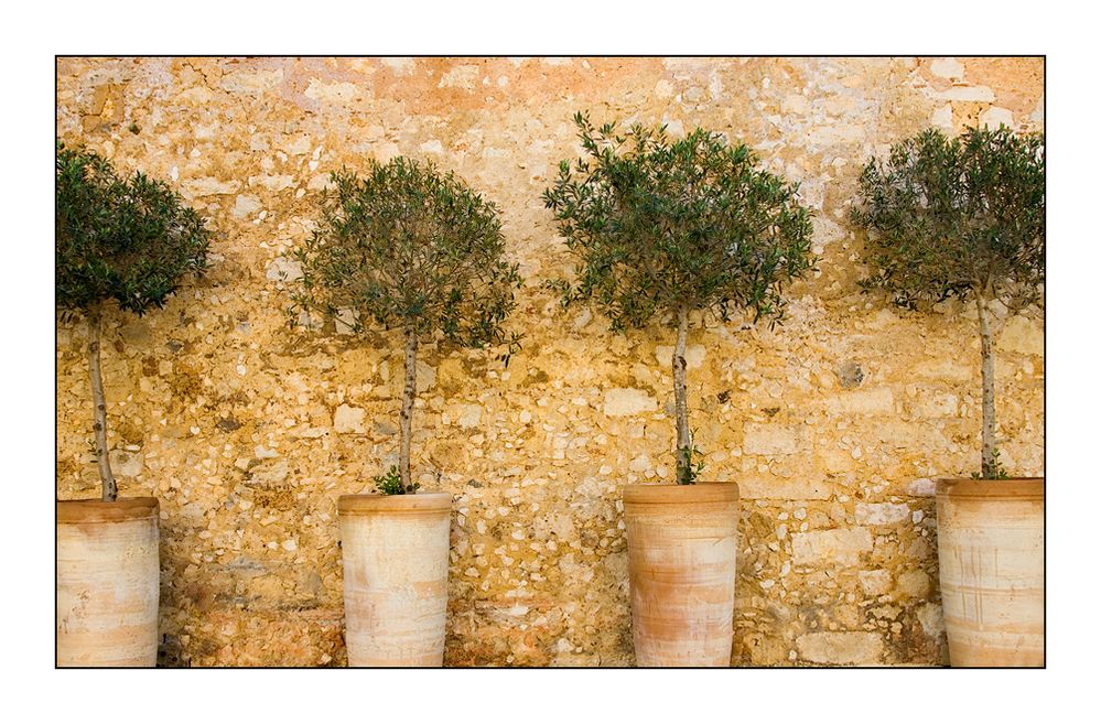 Oliven IV Foto & Bild | fotokunst, color fine art, oliven Bilder auf ...