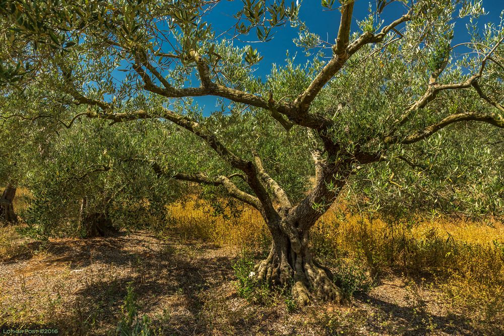 Olivenbaum Foto & Bild | europe, spain, aragon & katalonien Bilder auf ...