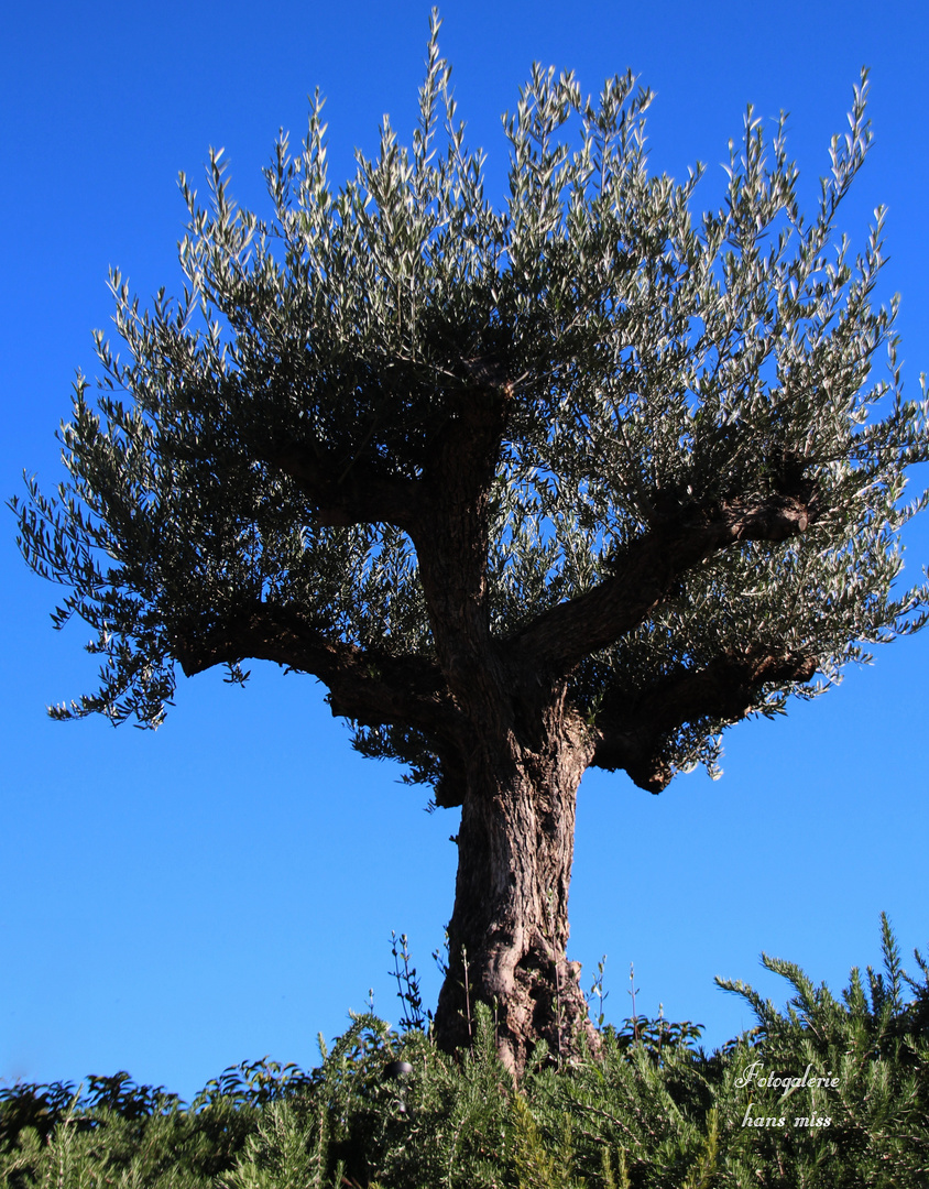 Olivenbaum Foto & Bild | natur, landschaft, pflanzen Bilder auf ...