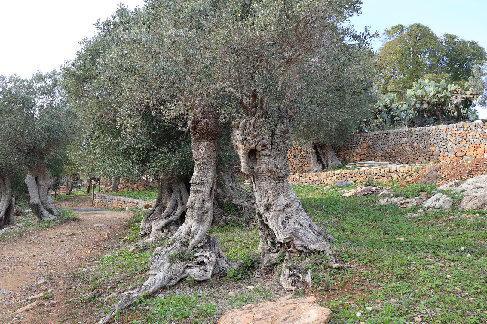 Olivenbaum Foto & Bild | fotos, baum, mallorca Bilder auf fotocommunity