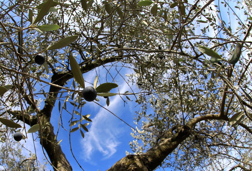 Olivenbaum in der Toskana Foto & Bild | europe, italy, vatican city, s ...