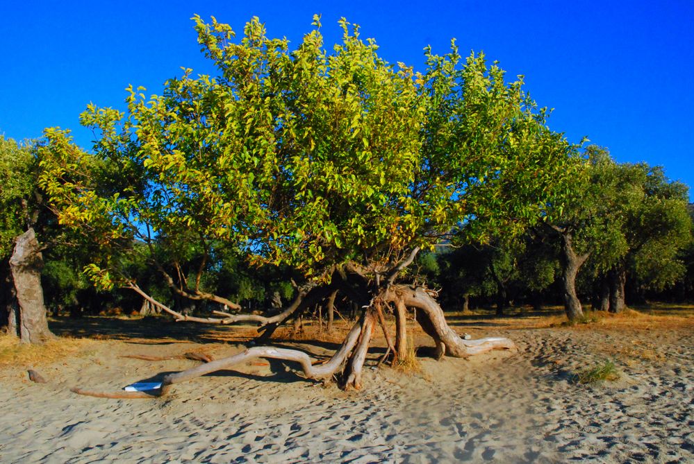 Olivenhain am Strand Foto & Bild | landschaft, meer & strand, nature ...