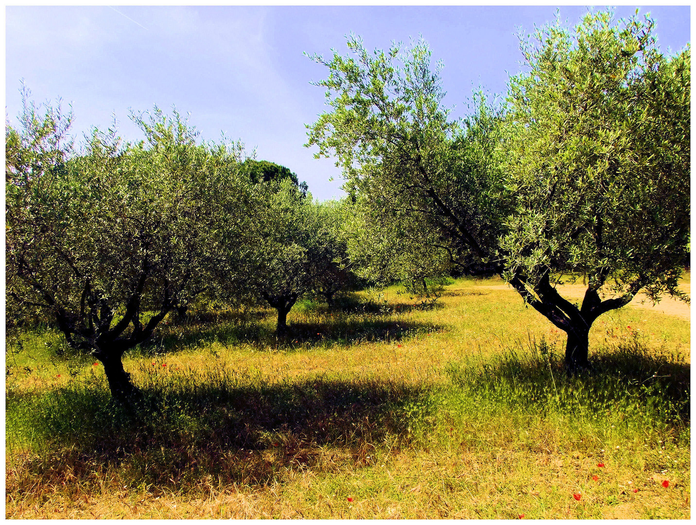 Oliviers photo et image | arbres, fleurs, arbres..., nature Images ...