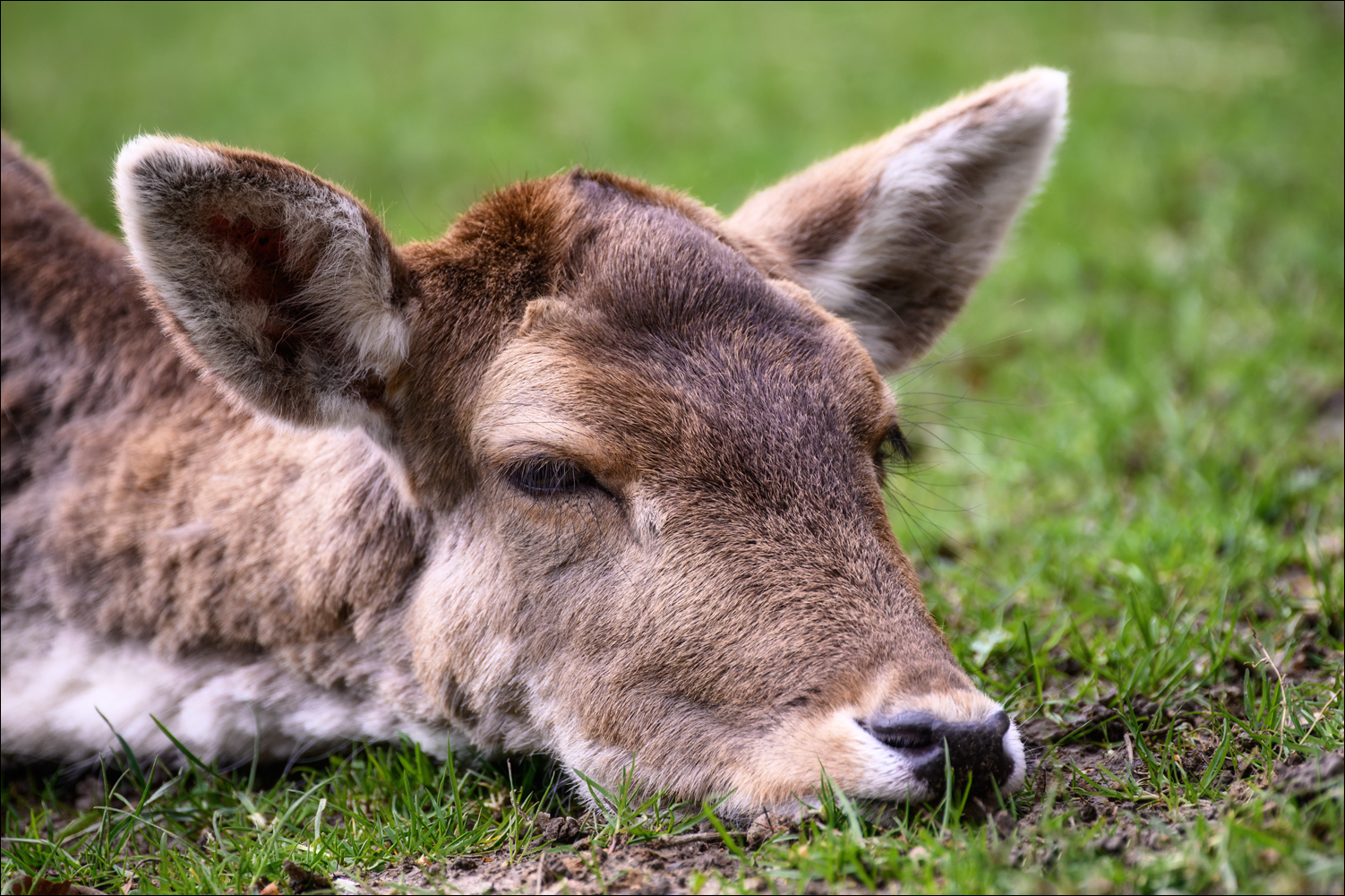 Olli im Wunderland, Teil 3 – Das Reh Foto & Bild | spezial, natur, zoo ...