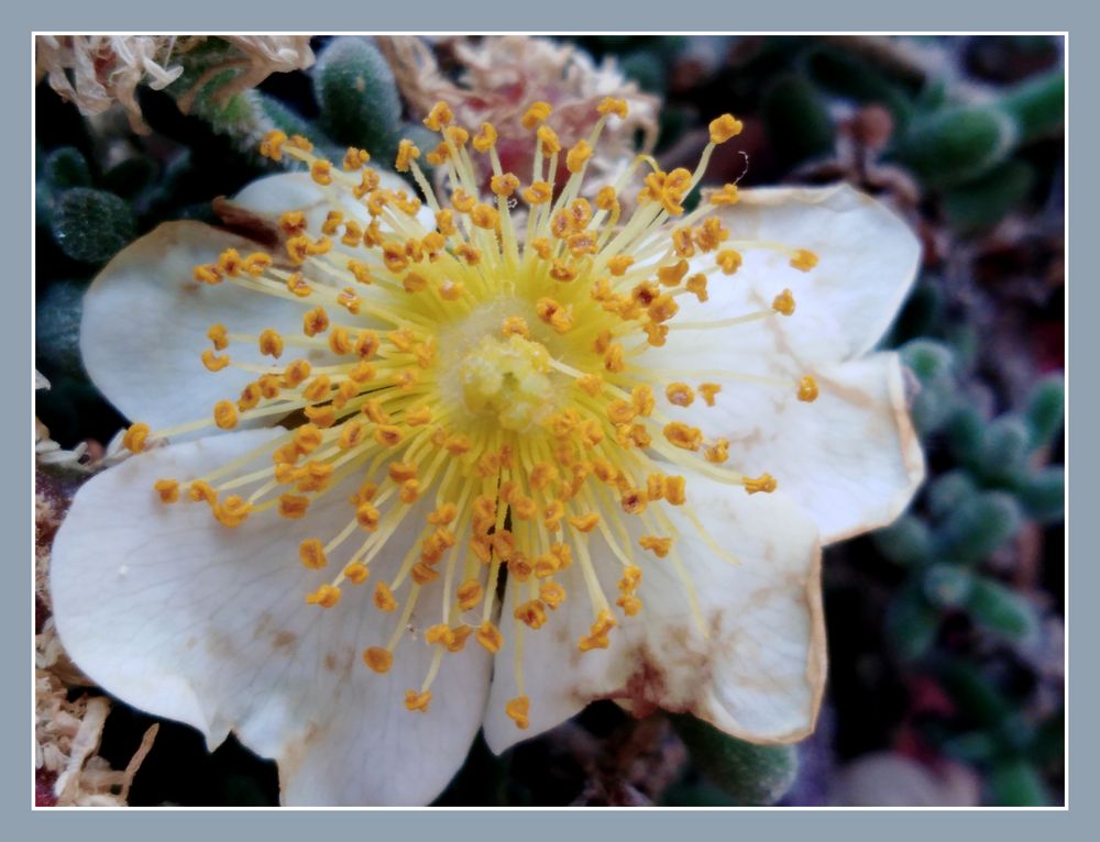 Olorosa Imagen & Foto | naturaleza, flores, verano Fotos de fotocommunity