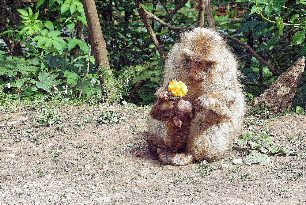 Oma Mit Enkel Foto And Bild Natur Tiere Wildlife Bilder Auf Fotocommunity