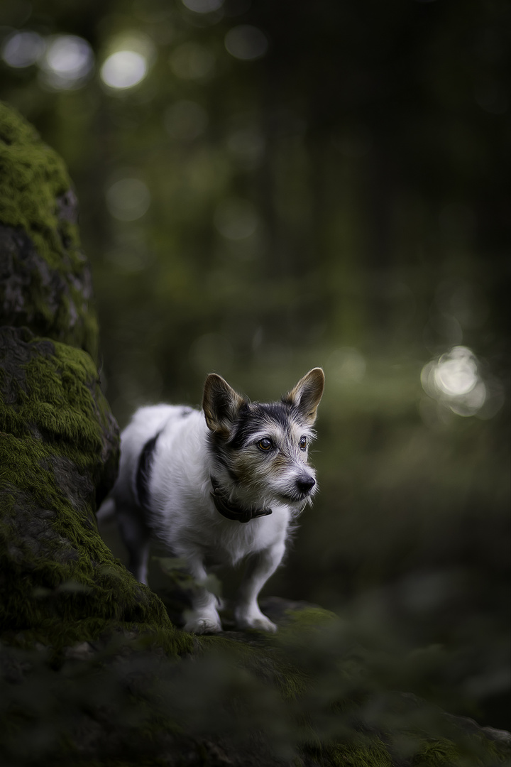 Oma Pebby ... Foto & Bild | wald, licht, hund Bilder auf fotocommunity