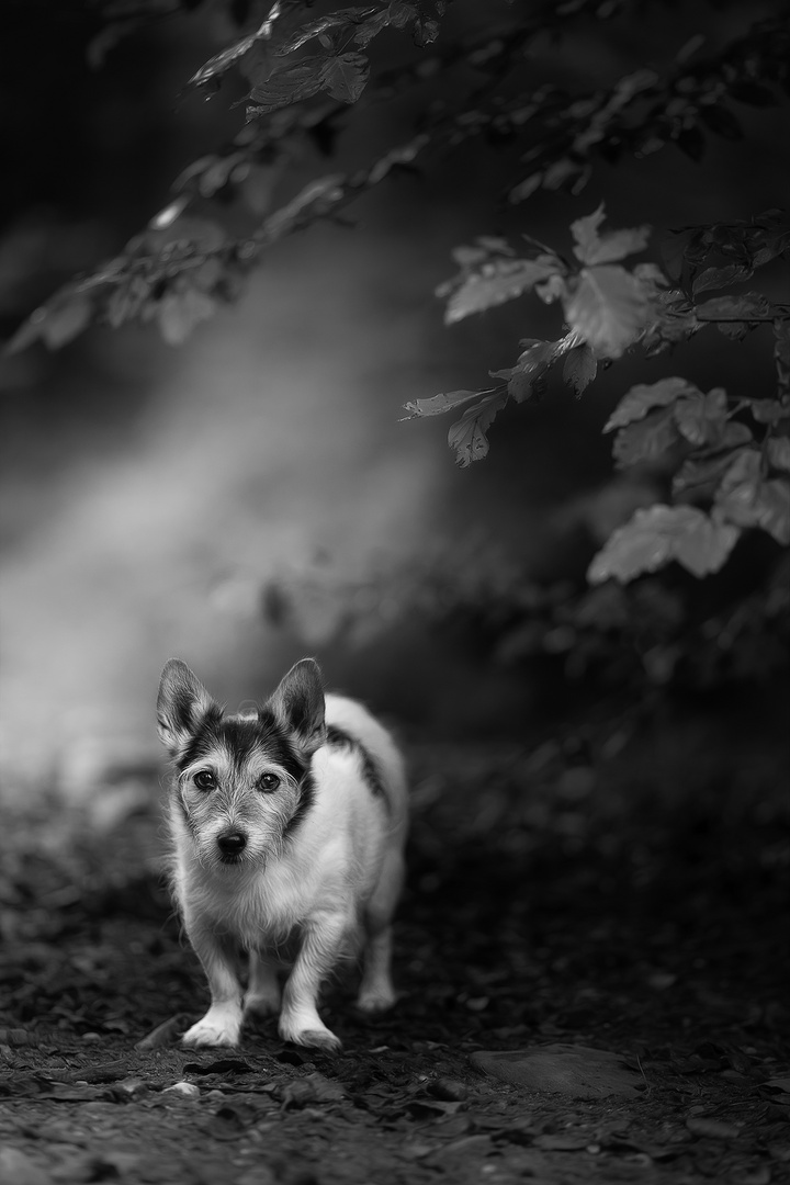 Oma Pöbel-Pebby ... Foto & Bild | wald, licht, hund Bilder auf ...
