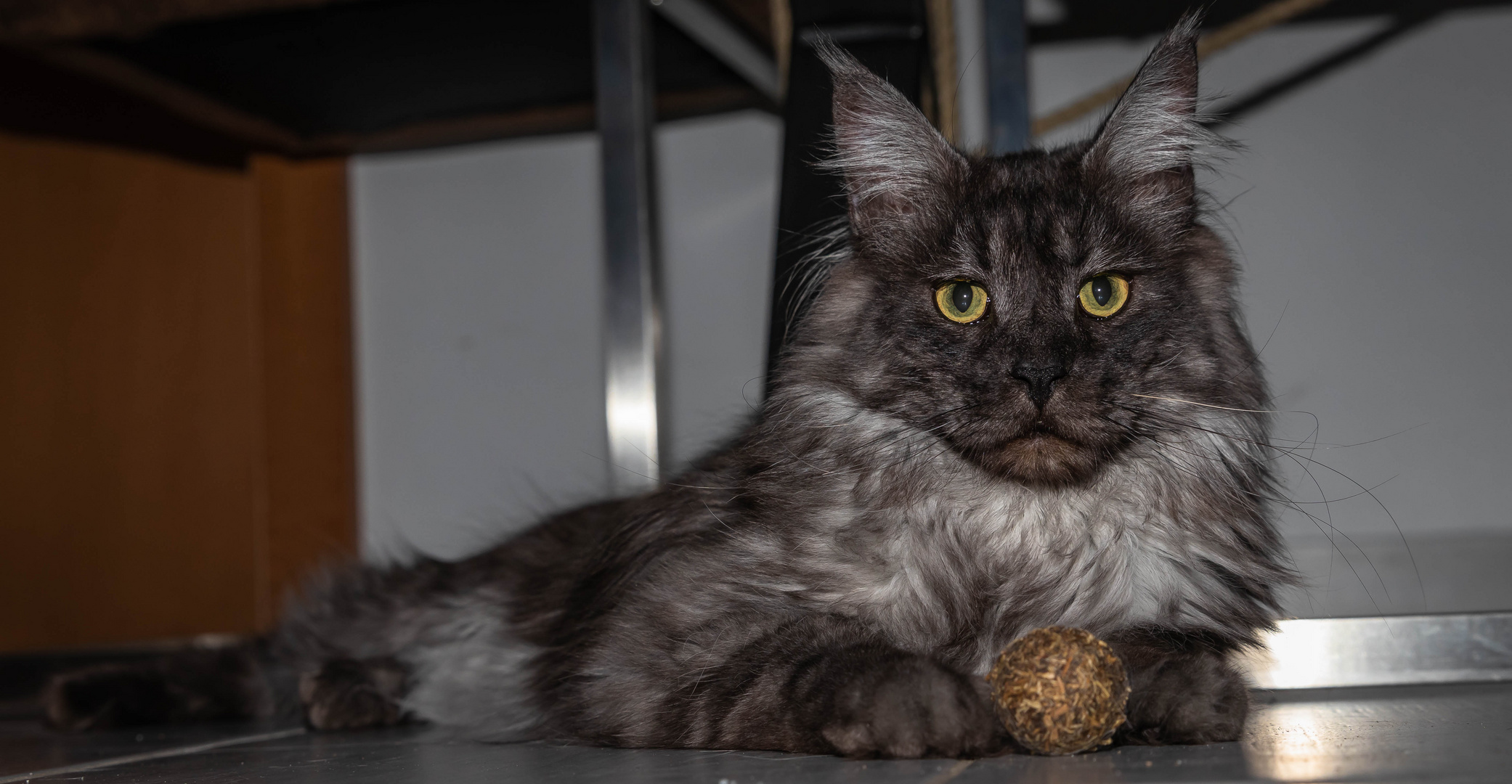 O´Maley Foto & Bild | haustiere, natur Bilder auf fotocommunity