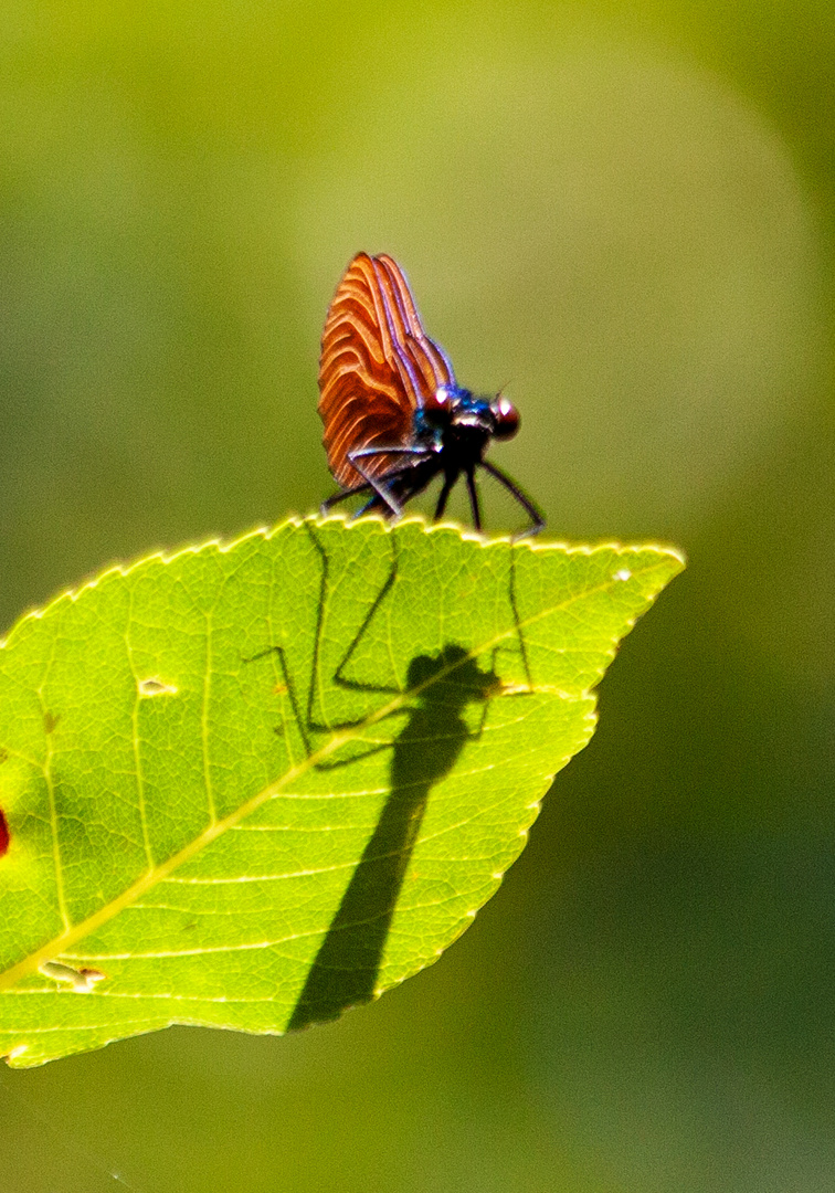 ombre photo et image | macro nature, macro insectes, libellules Images ...