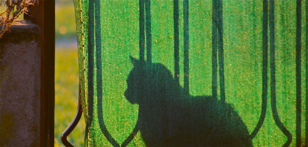 Ombre chat photo et image | emotions, ombre chat couleurs coucher de ...