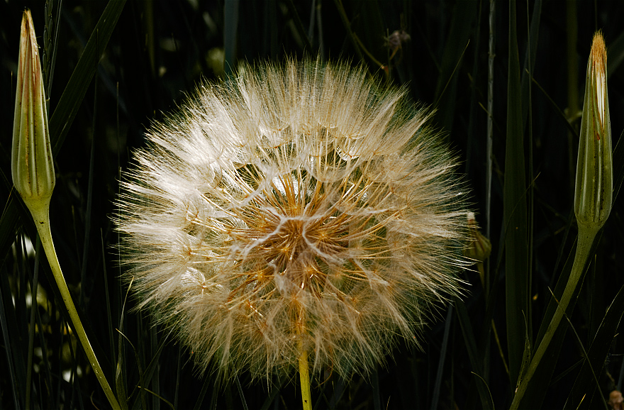 Omelìa... Foto % Immagini| piante, fiori e funghi, natura Foto su ...