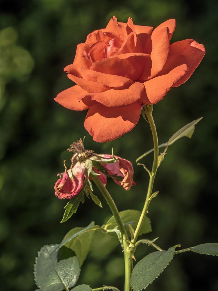 Ommas Rose Foto & Bild | natur, pflanzen, rosen Bilder auf fotocommunity