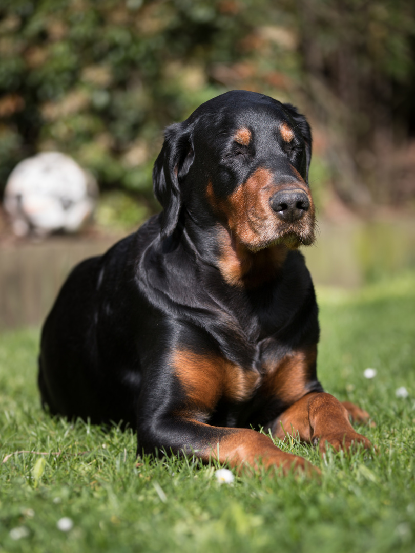 Ommmm Foto & Bild | sonne, wiese, frühling Bilder auf fotocommunity