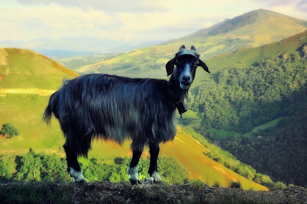 On ne me fera plus devenir chèvre! photo et image | special, animations ...