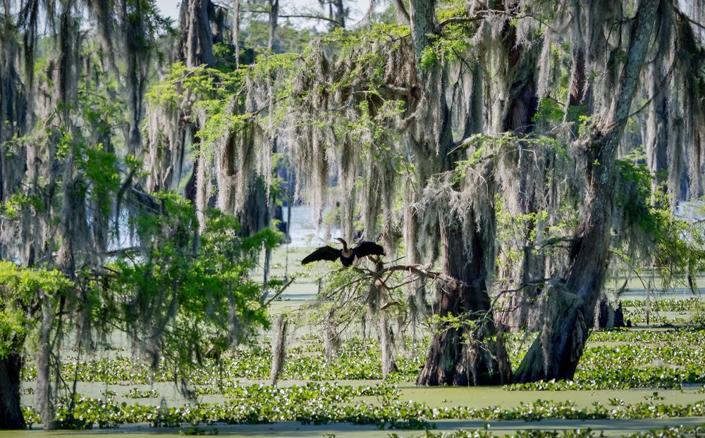 On the Bayou 2 Foto & Bild | north america, united states, tiere Bilder ...