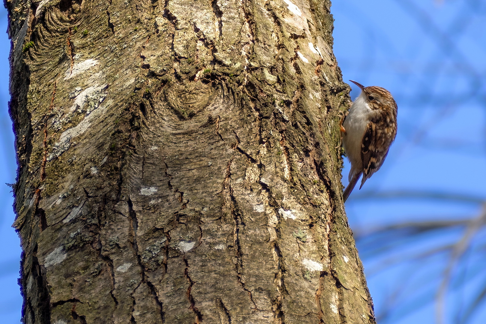 On the tree again Foto & Bild | tiere, wildlife, wild lebende vögel ...