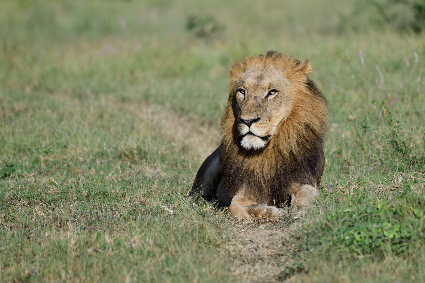 One of the Big Five Foto & Bild | world, natur, afrika Bilder auf fotocommunity