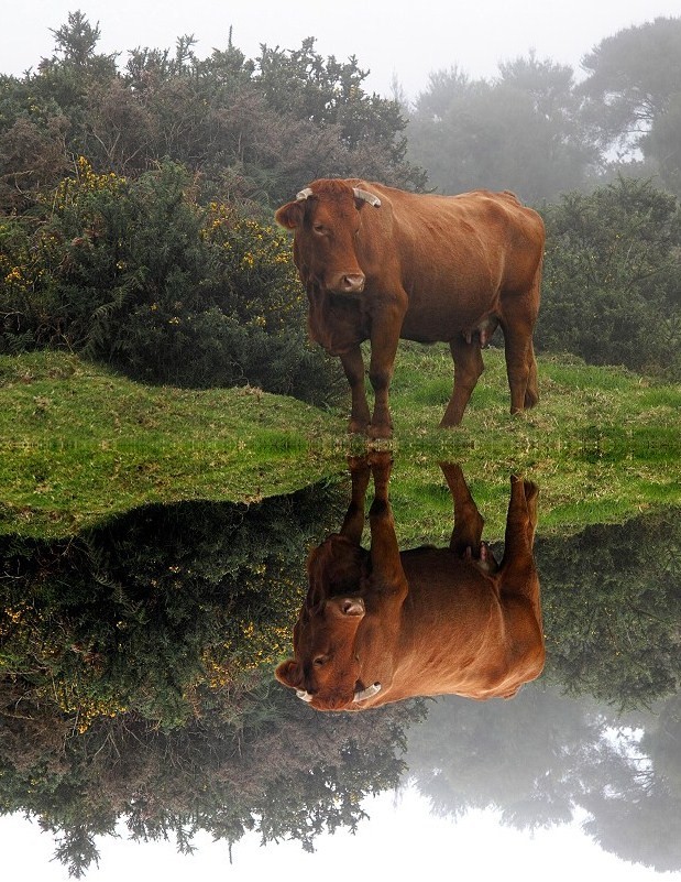 only one cow Foto & Bild | fotomontage, spiegelungen, digiart Bilder ...