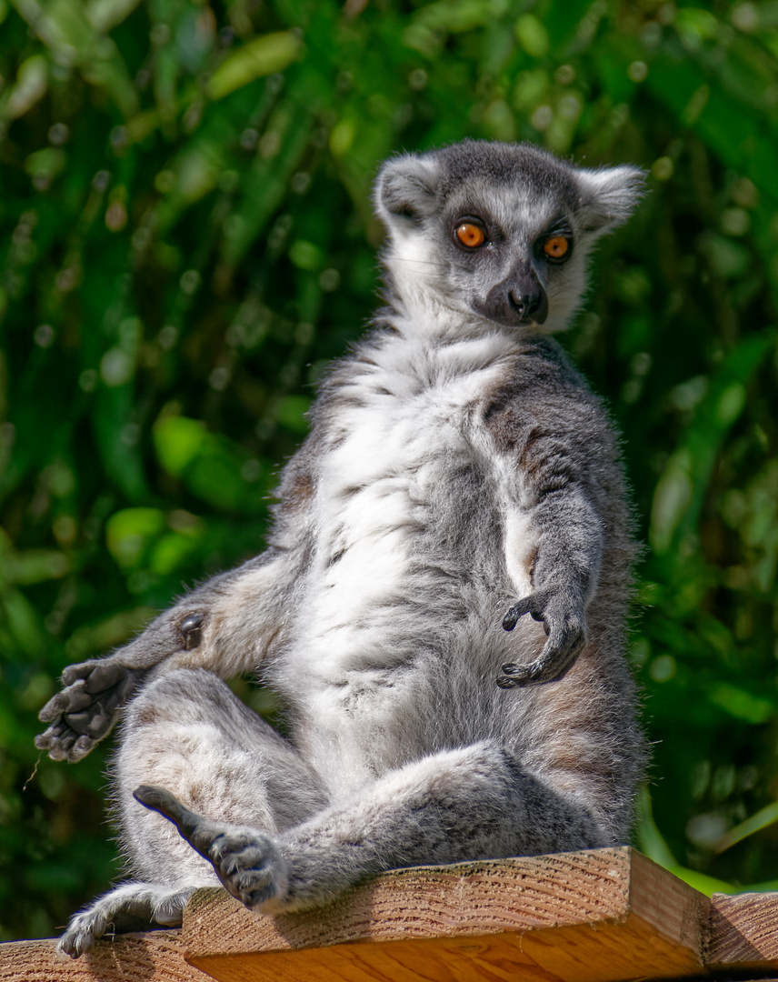 Oommm Foto & Bild | tiere, zoo, wildpark & falknerei, säugetiere Bilder ...