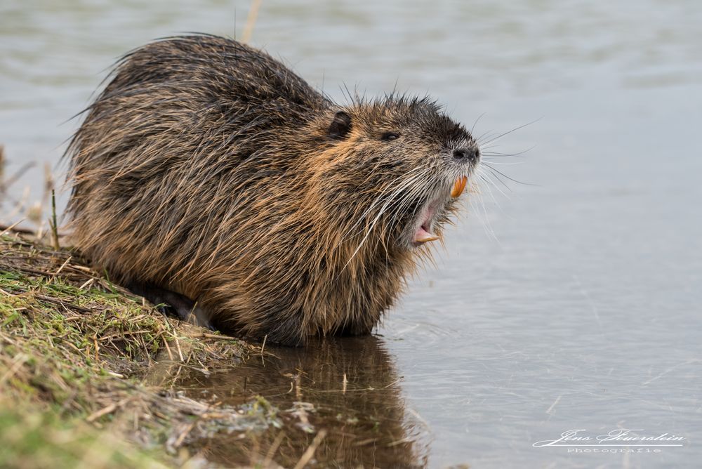 Ooooa... schon wieder Montag Foto & Bild | tiere, wildlife, säugetiere ...